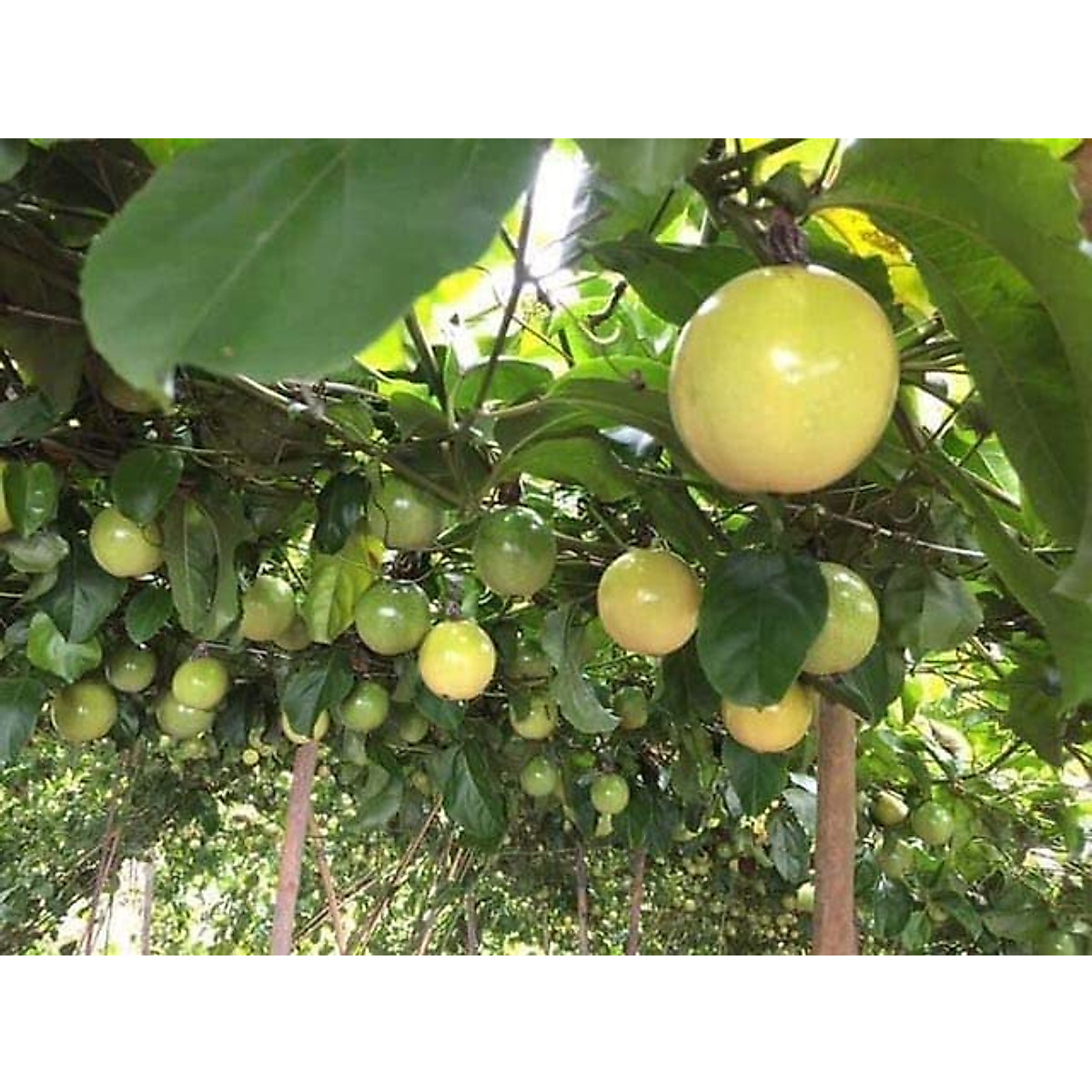 25 Yellow Passion Fruit Tree Seeds for Gardening Indoor, Ornaments Perennial Garden Simple to Grow Pot