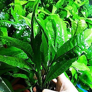 Greenpro Microsorum Pteropus Java Fern Tall Full Potted Live Aquarium Plants Decorations Freshwater Fish Tank