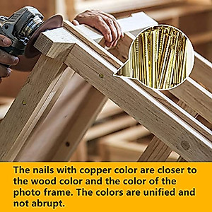 Tuplip Fe- Nails 1-1/2''inch x 14 Gauge (290pc), Flat Head Nails Hardware (38mm), Brass Plated Gold Nails for Hanging Pictures/Wood/Plaster and Concrete Wall/Carpentry/Photo/Frame/Art DIY