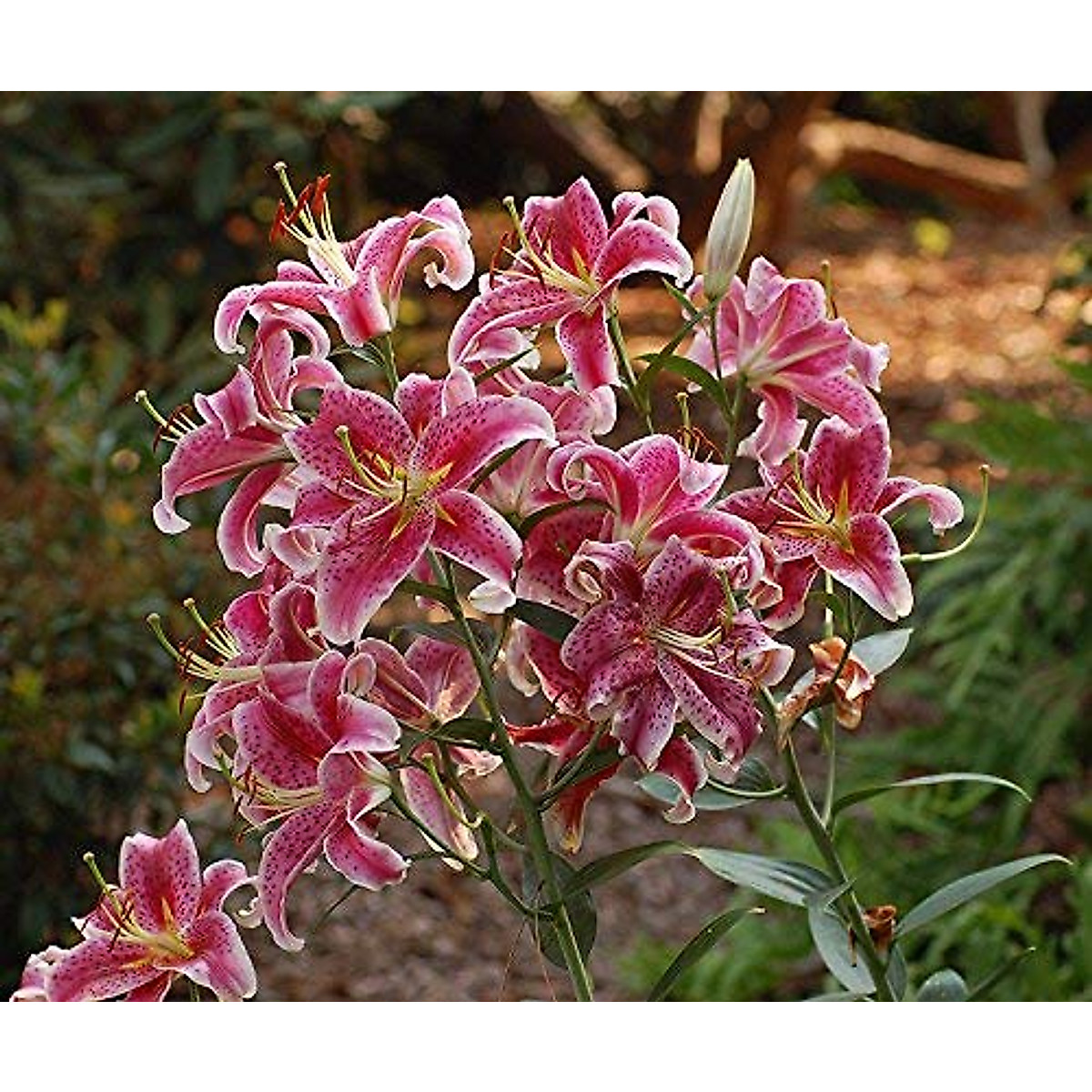 Stargazer Oriental Lilies (12 Pack of Bulbs) - Freshly Dug Flower Bulbs