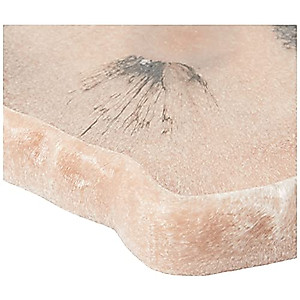 Zoo Med Reptile Rock Food Dish, Large, Colors May Vary