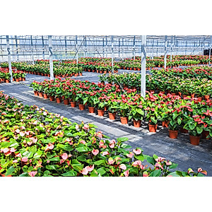 NICOR Lighting VT3(v2) Series 2ft LED Vaportite, 5000K (VT3202SUNV50) Gray