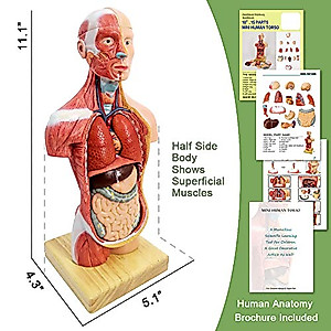 Newest 2023 Human Body Model for Kids,11 inch 15 Pcs Removable 3D Human Torso Anatomy Model with Heart Brain Skeleton Head Model for Medical Student Learning,Education Display,with Wooden Base,Ages 4+