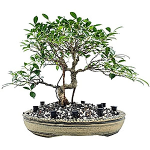 "Bonsai Fertilizer Baskets - 10pcs Pack | Use with Any Granular Fertilizer, Organic or Non-Organic | The Bonsai Supply"