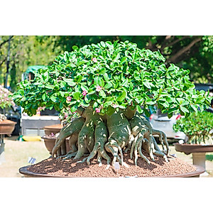 20 Rare Exotic Desert Rose (Adenium Obesum) Mixed Seeds - Grow Desert Rose Bonsai Tree
