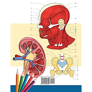 Anatomy and Physiology Coloring Book: Incredibly Detailed Self-Test Color workbook for Studying | Perfect Gift for Medical School Students, Doctors, Nurses and Adults