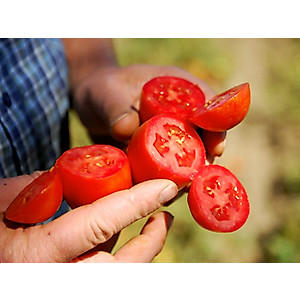 Bianco DiNapoli Organic Whole Peeled Tomatoes, 28 oz, 6 pack