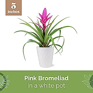 Plants & Blooms Shop Live Pink Bromeliad for Indoors, Valentine's Day Plant Decoration, Bright Pink Gift, Bright Love Planter