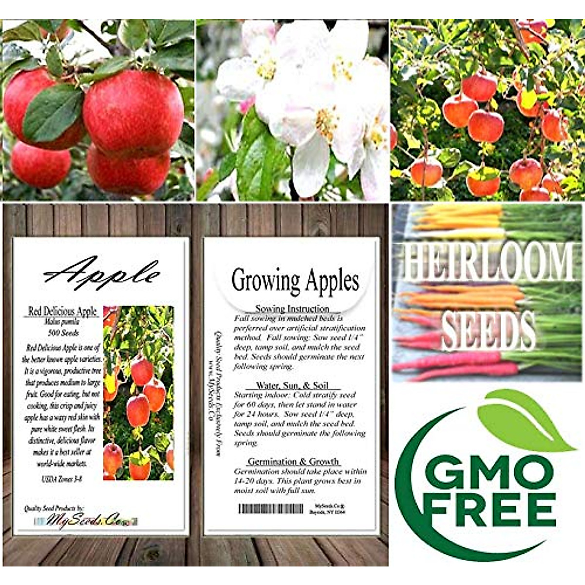 Big Pack - (500) Red Delicious Apple - Malus pumila Tree Seeds - Very Cold Hardy in Zones 3-8 by MySeeds.Co (Big Pack - Paradise Apple)