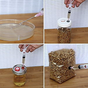 Mushroom Liquid Culture - Black Pearl King (Pleurotus eryngii/ostreatus)