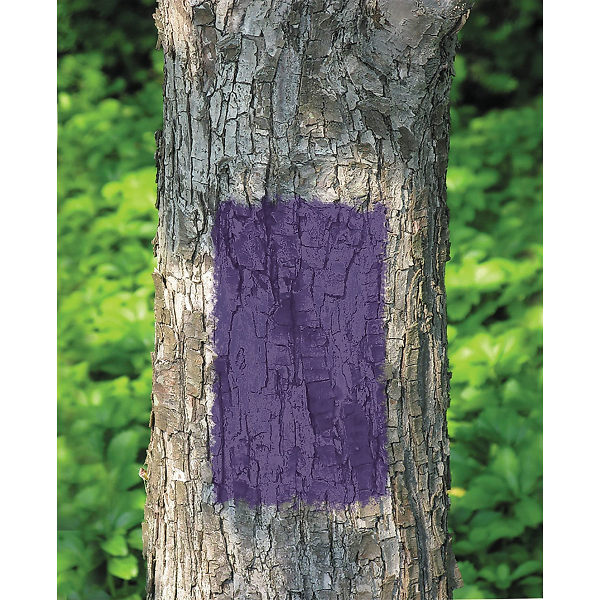 Rust-Oleum 270970-6PK Specialty No Hunting Purple Spray Paint, 12 oz, 6 Pack