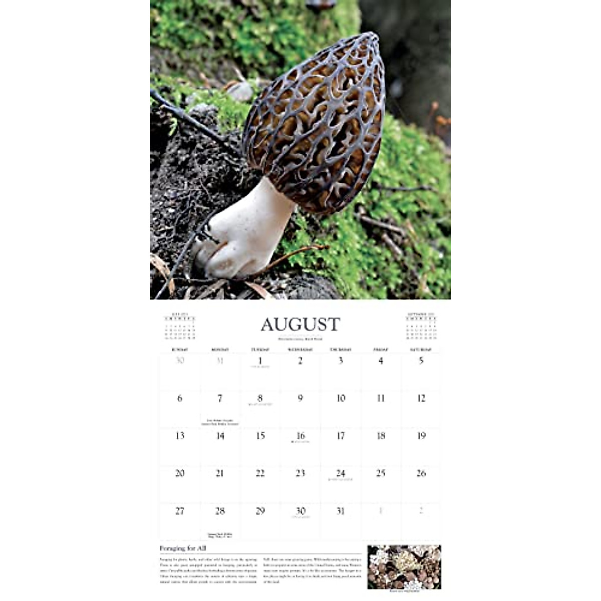 Fantastic Fungi Wall Calendar 2023: For Mycologists, Artists, Foodies, Ecologists, Doctors, and Explorers
