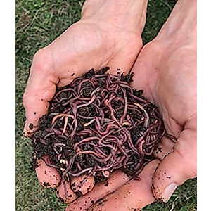 HomeGrownWorms.com - 500+ (1/2 LB) Live Red Wiggler Worms + Free Care Sheet! Sustainably Raised - Fast Live Delivery Guaranteed! Vermicomposting Garden Wrigglers Eisenia Fetida