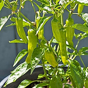 Golden Greek Pepperoncini Hot Pepper Seeds - A Perfect Addition to Greek Salads.(25 - Seeds)