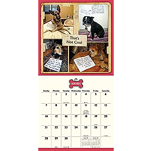 Dog Shaming 2021 Wall Calendar