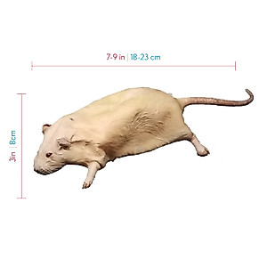 Anatomy Lab Rat Specimen for Dissection, for Biology Classrooms, 7-9 inches Double Injection, Vacuum Pack of 1