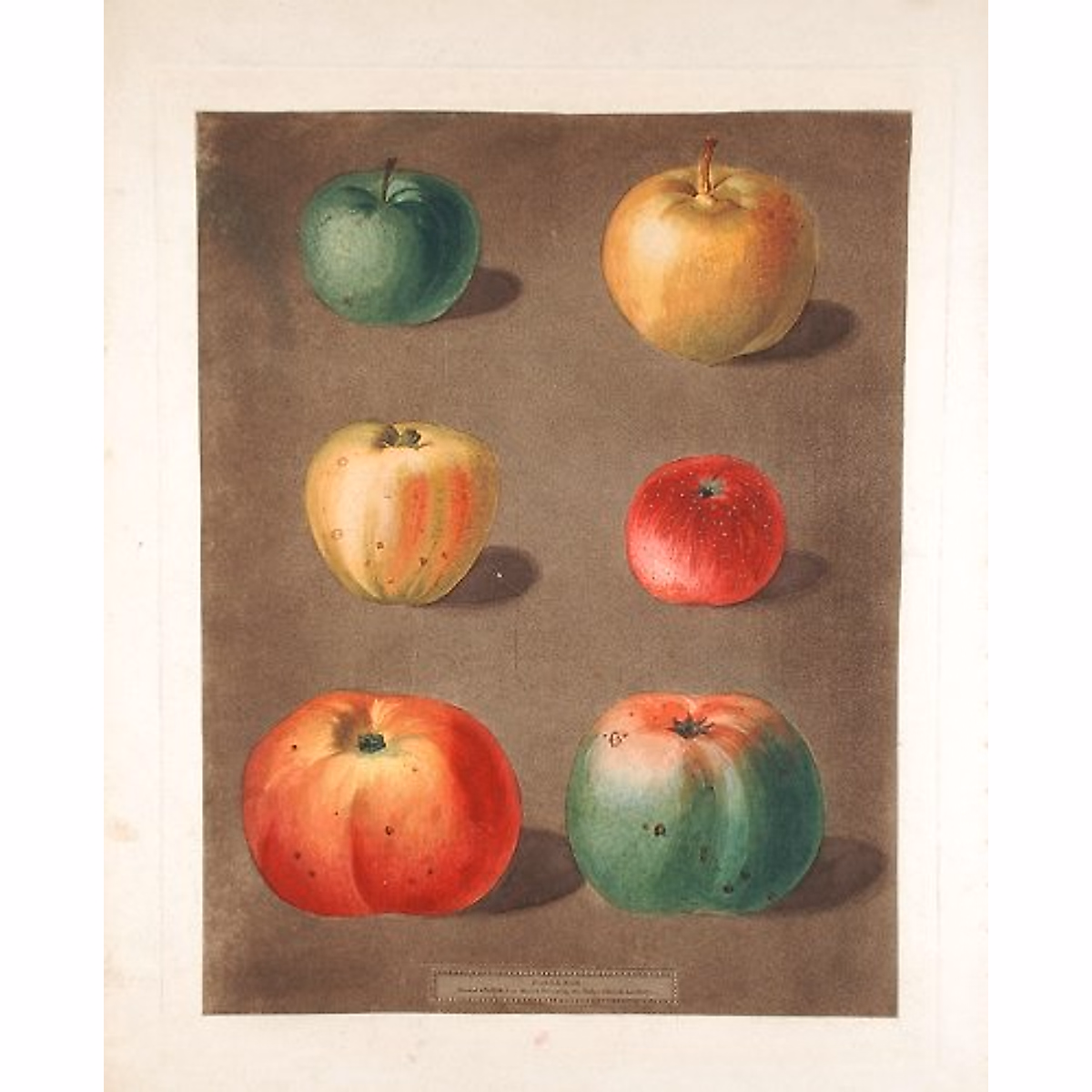 [Apples] French Crab; Minshall Crab; Cockage Apple; Red Streack; Holland Burry; New Town Pippin
