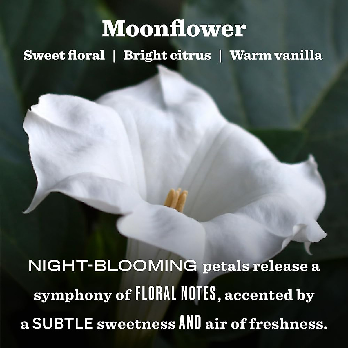 Mrs. Meyer's Clean Day Garden Heirloom Scented Soy Candle, Large, Moonflower Scent, 14 Ounce Candle