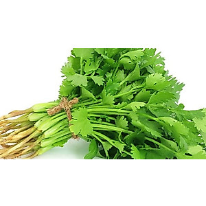 Cilantro Seeds for Planting-Slow Bolt,香菜.Non GMO Seeds for Sprouting,Herb Seeds for Planting Home Garden and Hydroponic Pods(100 Slow Bolt Cilantro Seeds for Planting,1g) USA