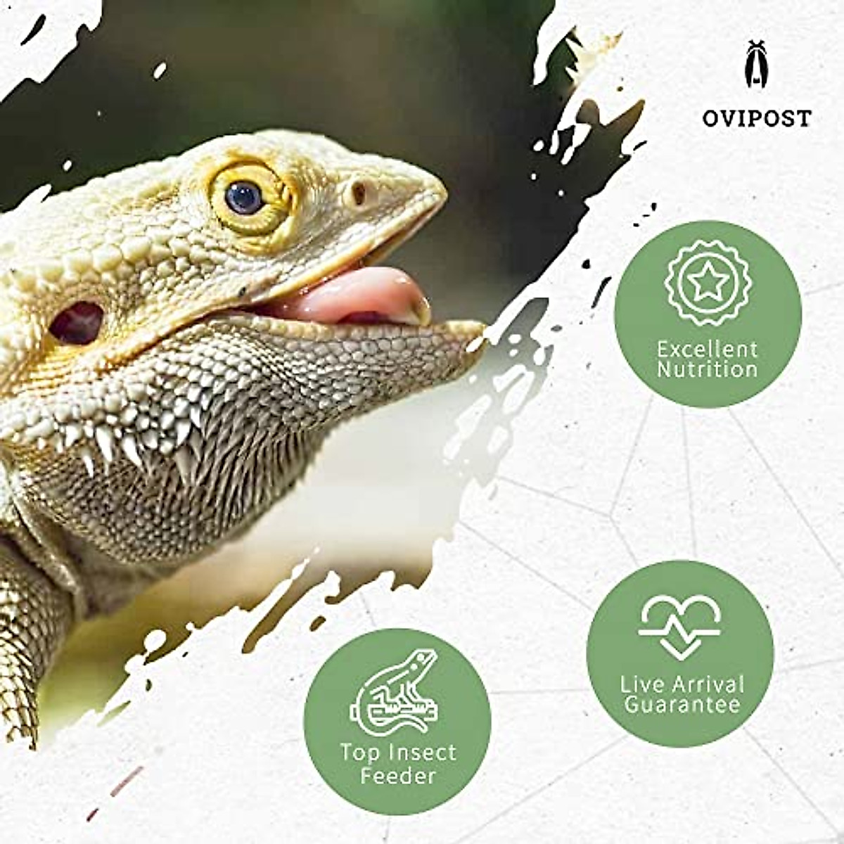 OVIPOST Live Crickets 3/4” Banded | 1000 Count | Live Crickets for Reptiles, Large Bulk Arrival of Large Banded Crickets - High Protein Live Feed Crickets, Bearded Dragon Food & Pet Food