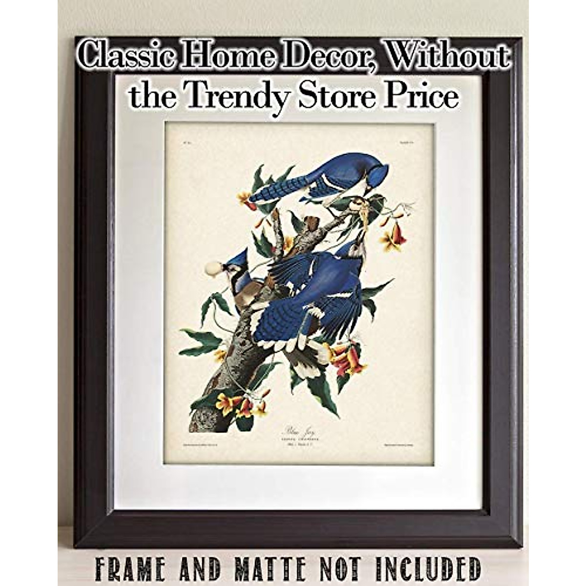 Blue Jays - 11x14 Unframed Art Print - Great Home Decor and a Great Gift for Bird Watchers Under $15