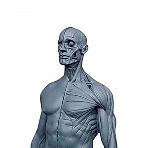 BoNew-Oral 30CM Human Anatomical Anatomy Skull Head Body Muscle Bone Resin Model