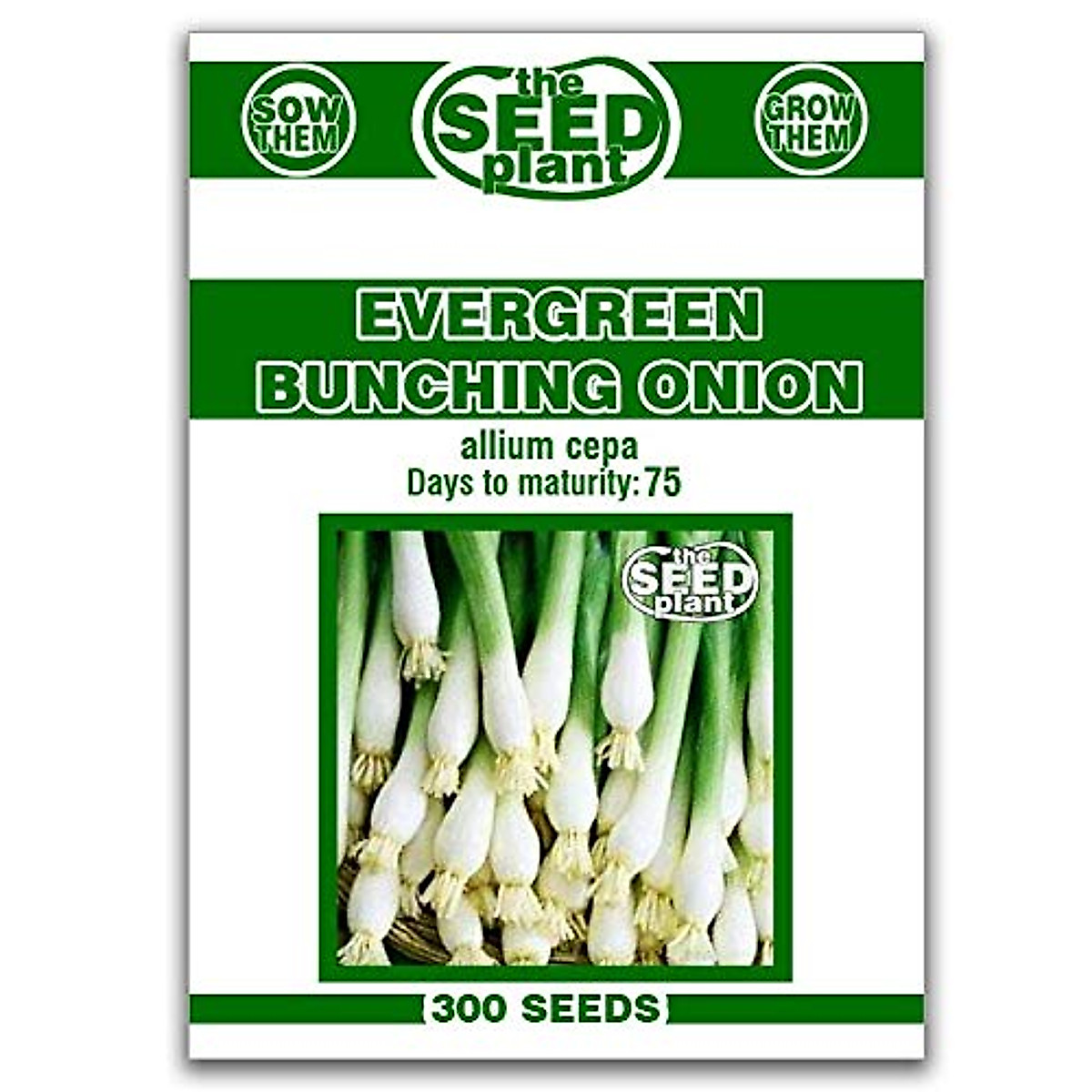 Evergreen Bunching Onion Seeds - 300 Seeds Non-GMO