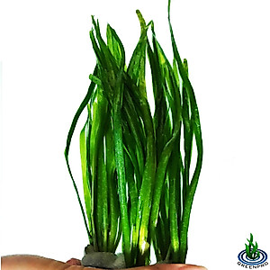 Jungle Val | Tall Vallisneria Spiralis 3-Bunch Freshwater Live Aquarium Plants Background Fish Tank Greenpro