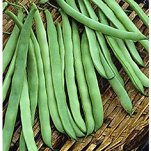 Kentucky Wonder Pole Bean Seeds for Planting, 30 Heirloom Seeds Per Packet, (Isla's Garden Seeds), Non GMO Seeds, Botanical Name: Phaseolus vulgaris, Great Home Garden Gift