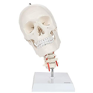 Axis Scientific 3-Part Human Skull Model with Flexible Neck | Life Size Plastic Skull on a Flexible Cervical Spine Molded from a Real Human Skull