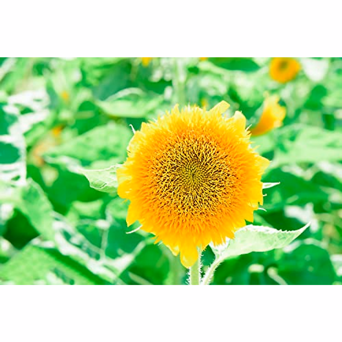 1000+ Sunflower Seeds for Planting Heirloom Non-GMO, Bulk Package of 15 Varieties Mix Seeds, Individually Packaged, Attracts Pollinators