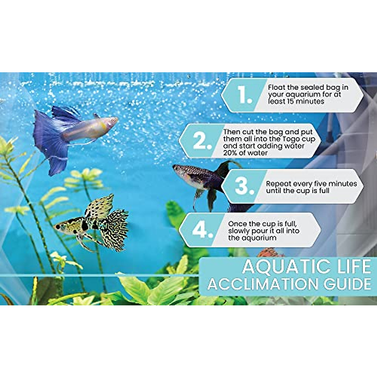 D&A Tropical Live Fish - ABINO Platinum Guppy Live Fish, Female and Male Guppies Live Fish for Aquariums, Live Fish Freshwater (1 Trio (1 Male,2 Female))