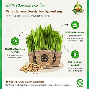 Todd's Seeds Wheatgrass Seeds; Hard Red Winter Wheat, Non-GMO, Chemical Free, High Germination (1/4 Pound)
