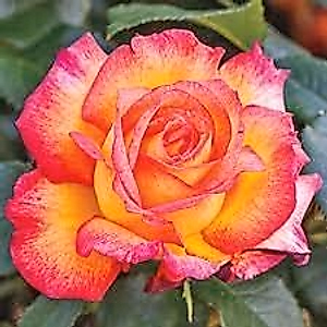 30 Rare Seed-Love & Peace Rose Bush #1093-Authentic Seeds-Flowers-Seeds-Rose Seeds-Herb Seeds-Vegetable Seeds-Mix Seeds for Plant- B3G1