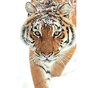 CafePress Snow Tiger Greeting Cards Folded Greeting Card Glossy