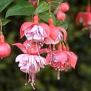CHUXAY GARDEN Red Pink Fuchsia Seed 200 Seeds Heirloom Showy Accent Plant Exotic Charm Pendulous Bloom Lovely Native Wildflower Perfect for Hanging Basket and Containers Decor Garden