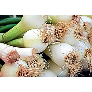 Leek American Flag Heirloom Garden Seeds - B181 (350 Seeds, or 1 Gram)