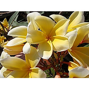 Plumeria Frangipani Cutting Rubra Yellow 10"-12" Discount Hawaiian Gifts