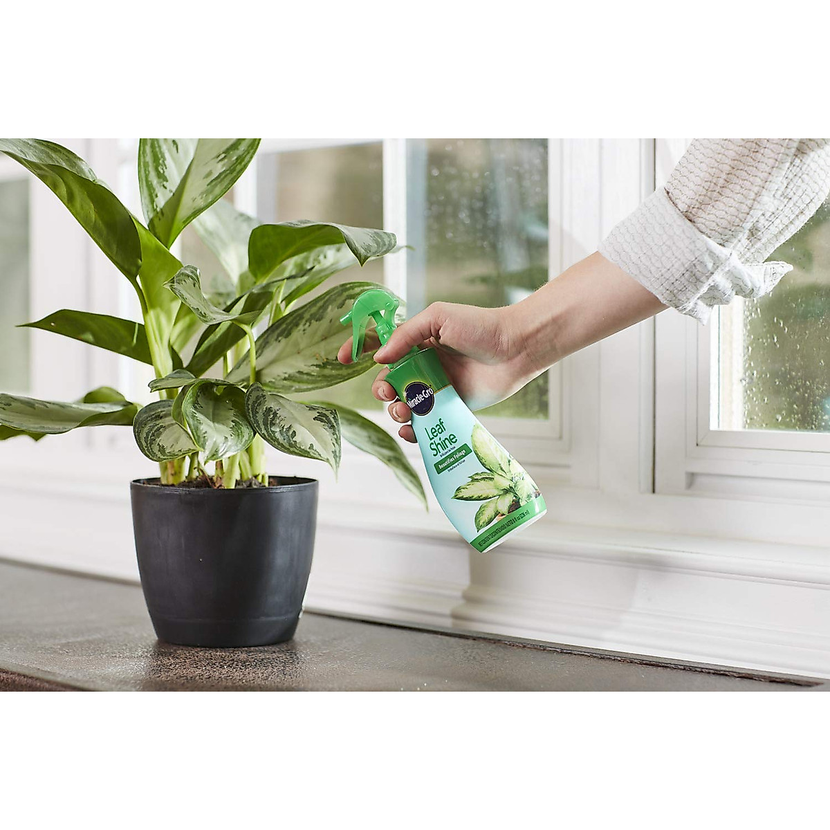 Miracle-Gro Leaf Shine, 8 oz., 2-Pack