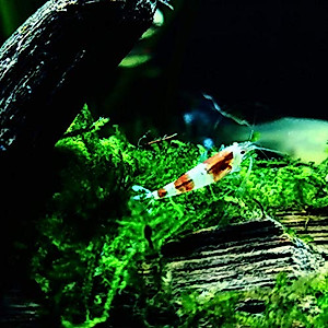 Planterest - Java Moss | Vesicularia Dubyana Freshwater Live Aquarium Plant BUY2GET1FREE