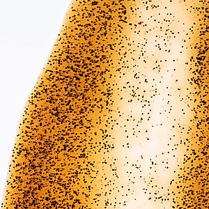 McCormick Vanilla Bean Paste, 1.98 oz