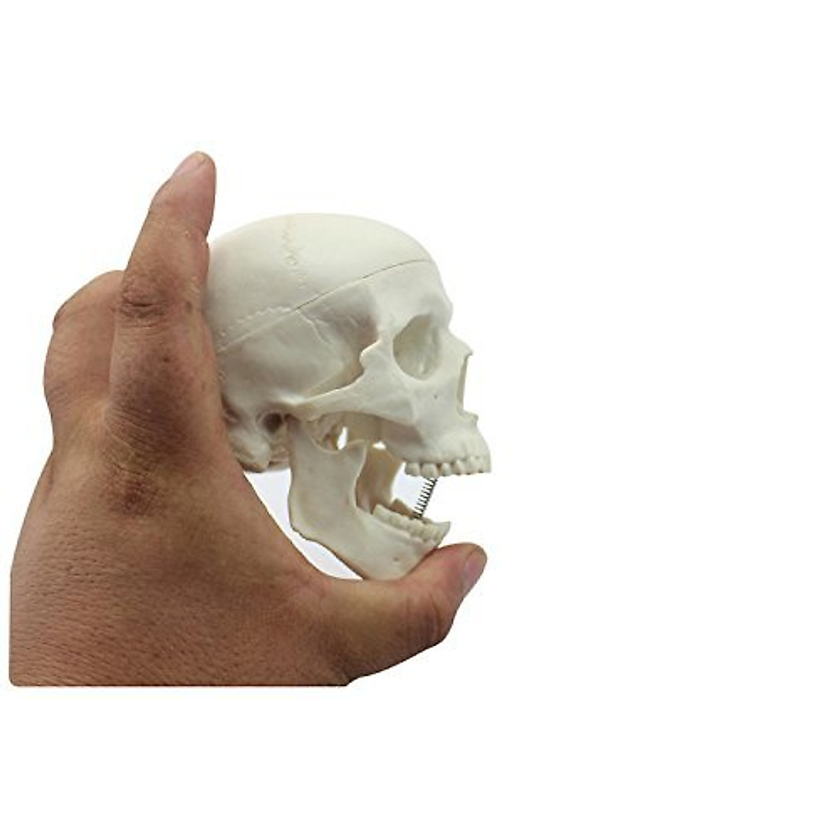 Ocean-Aquarius Mini Human Medical Anatomical Head Bone Skull Bone Model Educational Mini Model