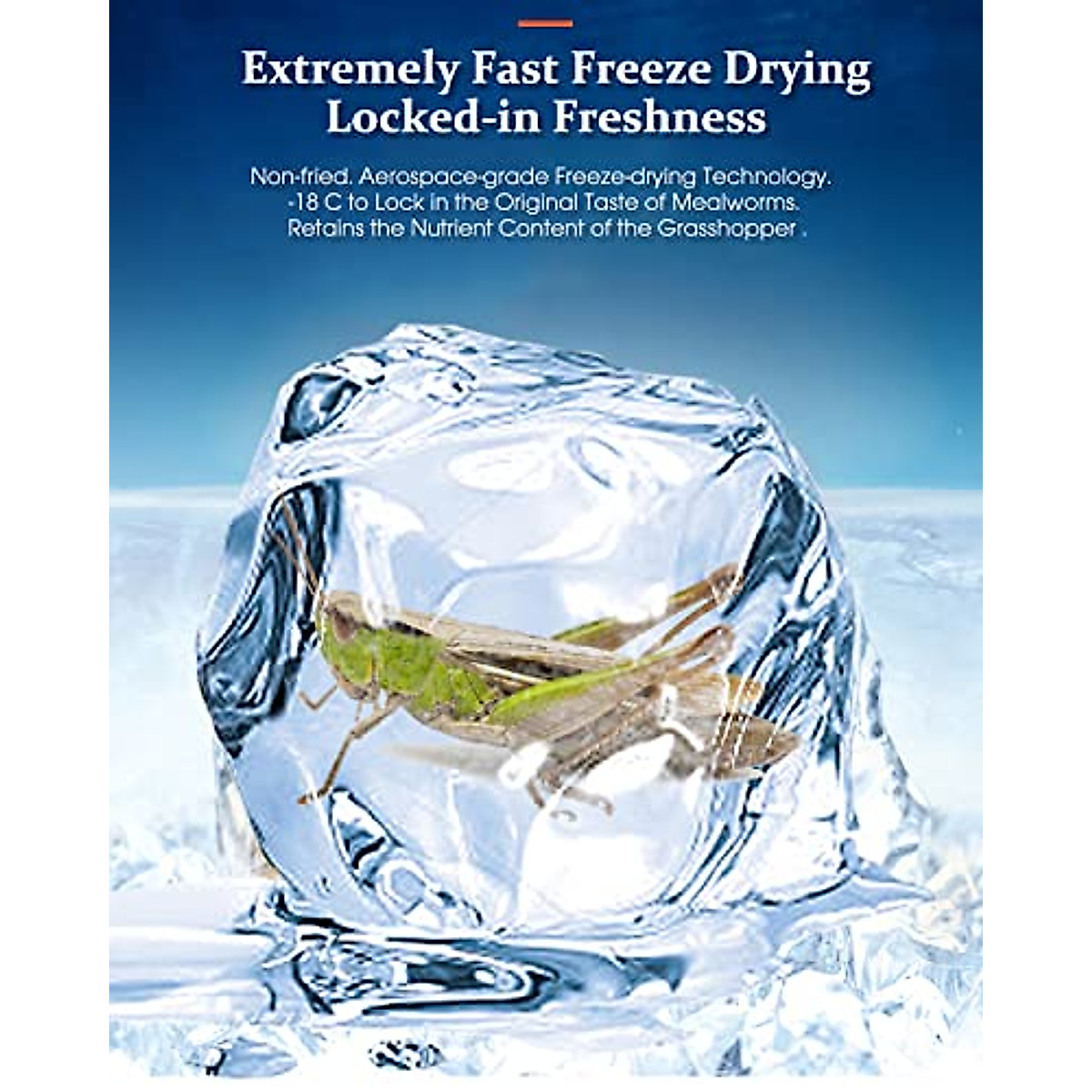 Tasty Freeze Dried Grasshopper Reptile Food for Turtles, Bearded Dragon, Hedgehog,Lizard, Chameleon, Birds (3 OZ)