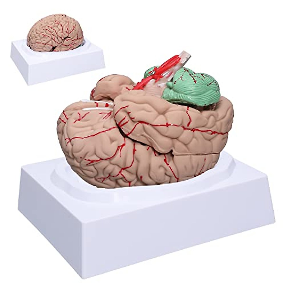 Brain Anatomy Model Life Size Human Brain Model 8-Part Neuroscience Brain Model with Arteries Detachable Brain Amygdala Model for Science Classroom Study Display Medical Teaching Model