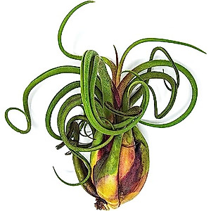 Octopus Air Plant, Caput Medusae Giant Air Plant (3PK), Tillandsia Air Plants Live Houseplants Bromeliad Terrarium Indoor Plants Live Plants Indoor House Plants for Air Plant Holder by Plants for Pets