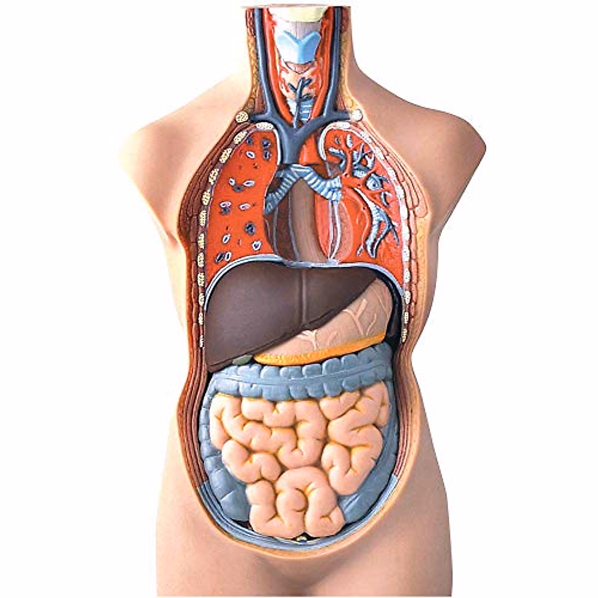 hand2mind 19 Inch Tabletop Human Torso Model, Anatomically Accurate Kit, 10 Removable Human Organs, Anatomy Model for Kids, Human Anatomy Torso Model, Science School Supplies, Trachea Model