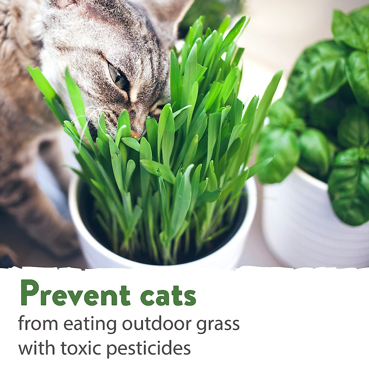 HOME GROWN 1 Pound Cat Grass Seeds for Indoor Cats & Pets - Ready to Eat in 7 Days - Quick & Easy to Grow | Cat Grass for Digestion & Hairballs | 100% Non-GMO Heirloom Oat Barley Seeds