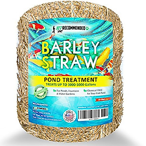 Vet Recommended Barley Straw for Fish Ponds and Fountain (16 Oz). Treats up to 3000 to 5000 Gallons, 100% Safe & Natural Pond Cleaner. Keeps Your Water Garden Clean & Fresh. Made in USA