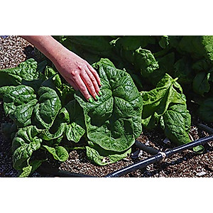Gaea's Blessing Seeds - Spinach Seeds (3.0g) - Giant Winter Spinach Non-GMO Seeds with Easy to Follow Planting Instructions - Open-Pollinated Heirloom 95% Germination Rate