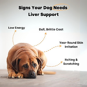 Kayode Dog Detox - Dog Liver Supplement & Immune Defense. with Milk Thistle for Dogs. Help Detoxify Liver, Reduce Inflammation & Improve Gut Health. 1 BIl CFU Probiotics, Omega Oil, & Bee Pollen.